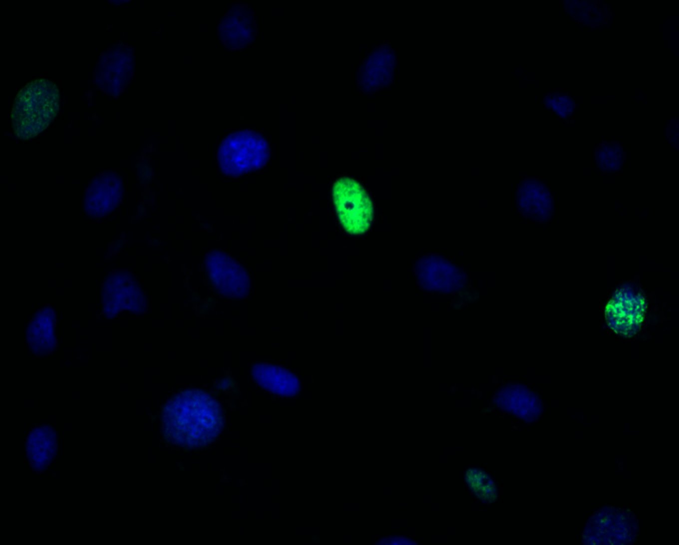 AF488-Composite-05 | ABP Biosciences
