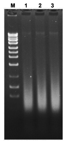 EasyMag FFPE DNA Purification Kit | ABP Biosciences